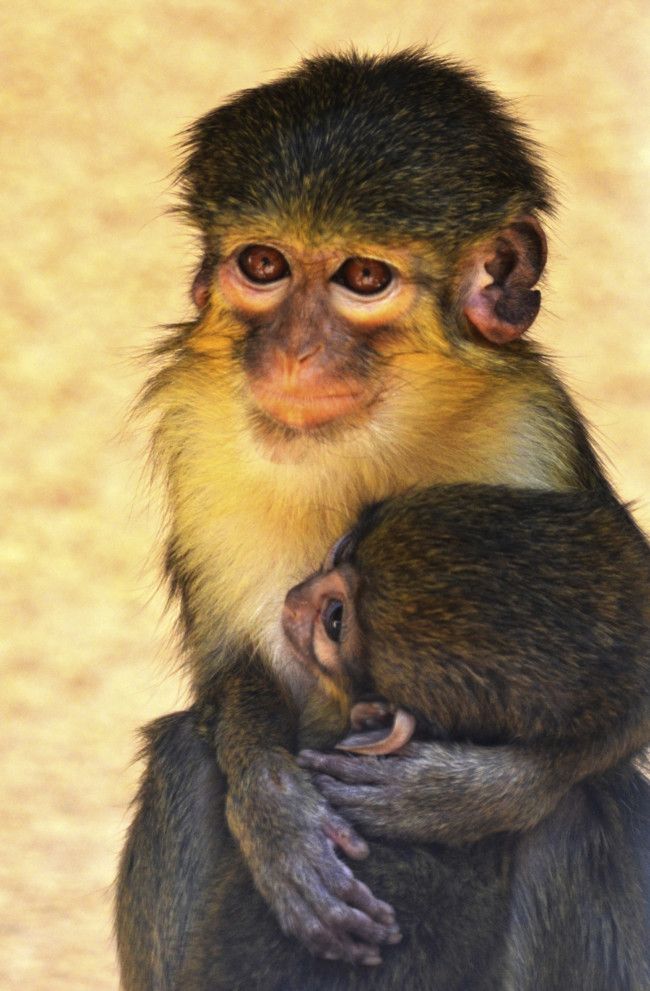 Nace en Bioparc Valencia un talapoín, el primate africano más pequeño